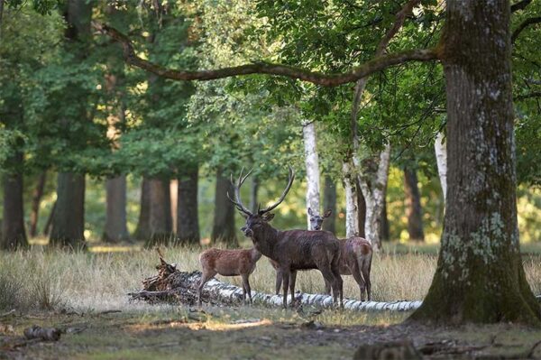 forêt de Rambouillet 78120 Rambouillet